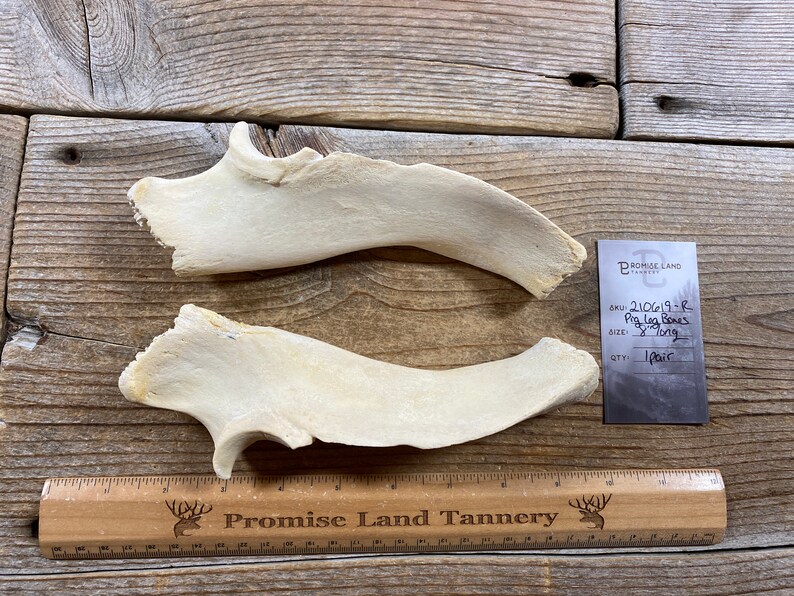 Pig Leg Bones - Real Bone - Lot No. 210619-R - Etsy