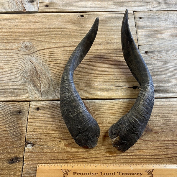 Goat Horns - Etsy
