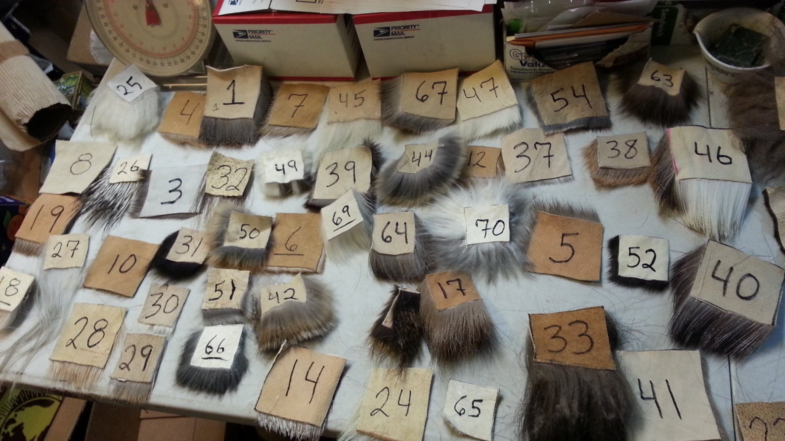 ULTIMATE Classroom Collection of Mammal Fur Pieces - 70 Plus Real Fur ...