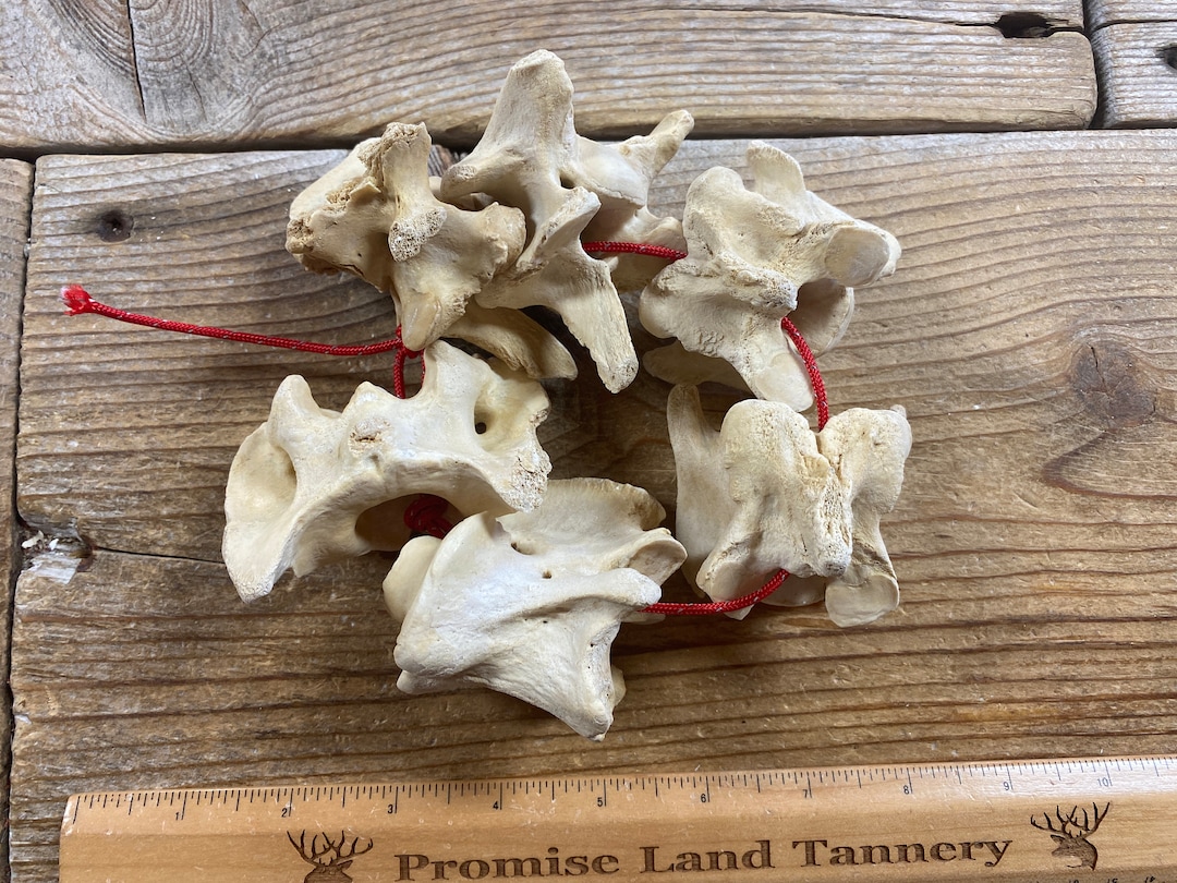 Goat or Sheep Cervical Vertebra Set Real Bones Lot No. - Etsy
