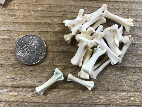 Real Human With Tail