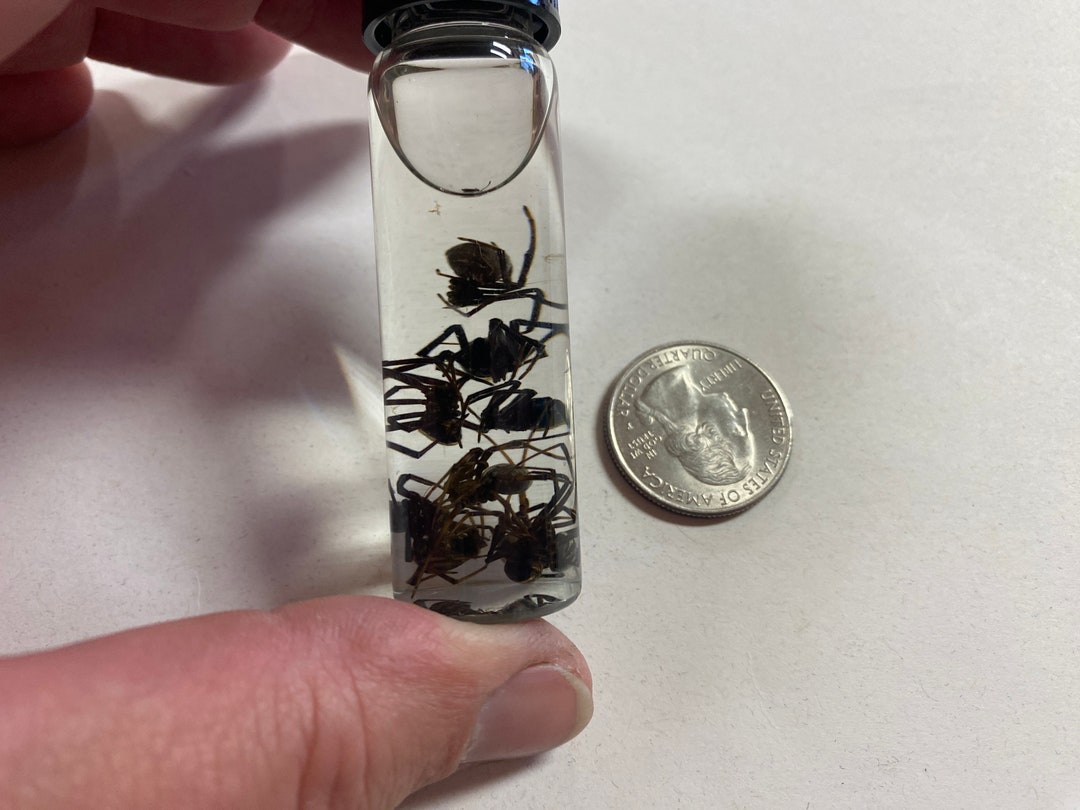 Wet Preserved Juvenile Black Widow Spider Specimens 10 - Etsy