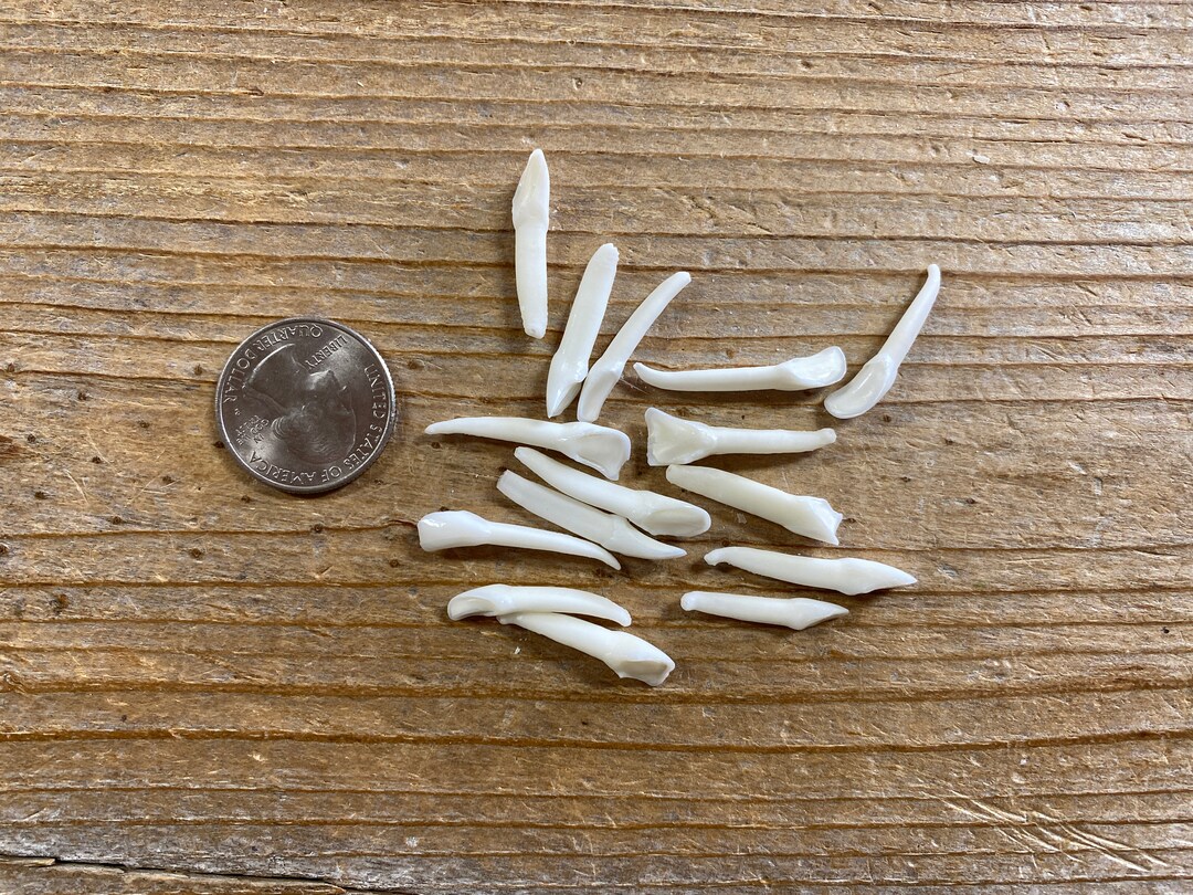 Mule Deer Incisors Real Animal Teeth 15 Pieces Lot No. 220220-EEE - Etsy