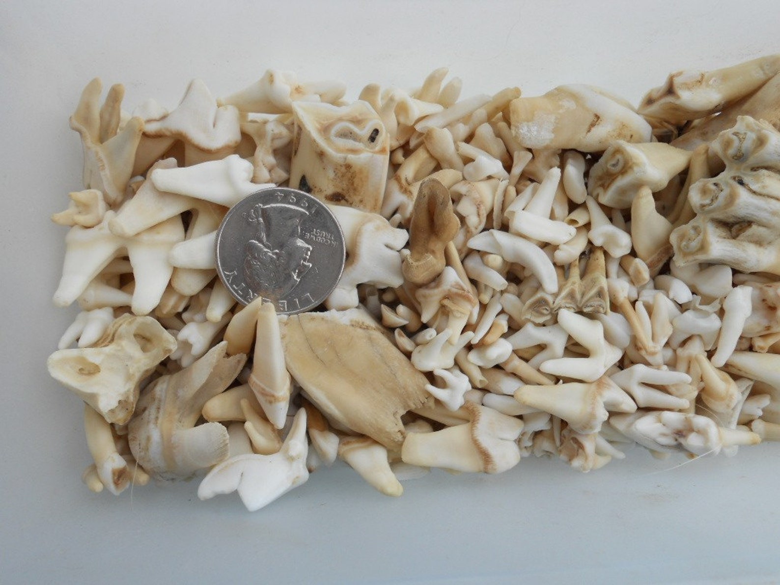 Real Animal Teeth - Assorted Species - 25 Pieces - Stock No. 1-52 - Etsy