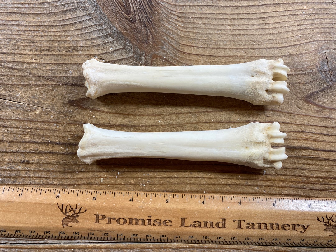 Goat Cannon Bones - Pair of Bones - Real Bones - Lot No. 220901-U - Etsy