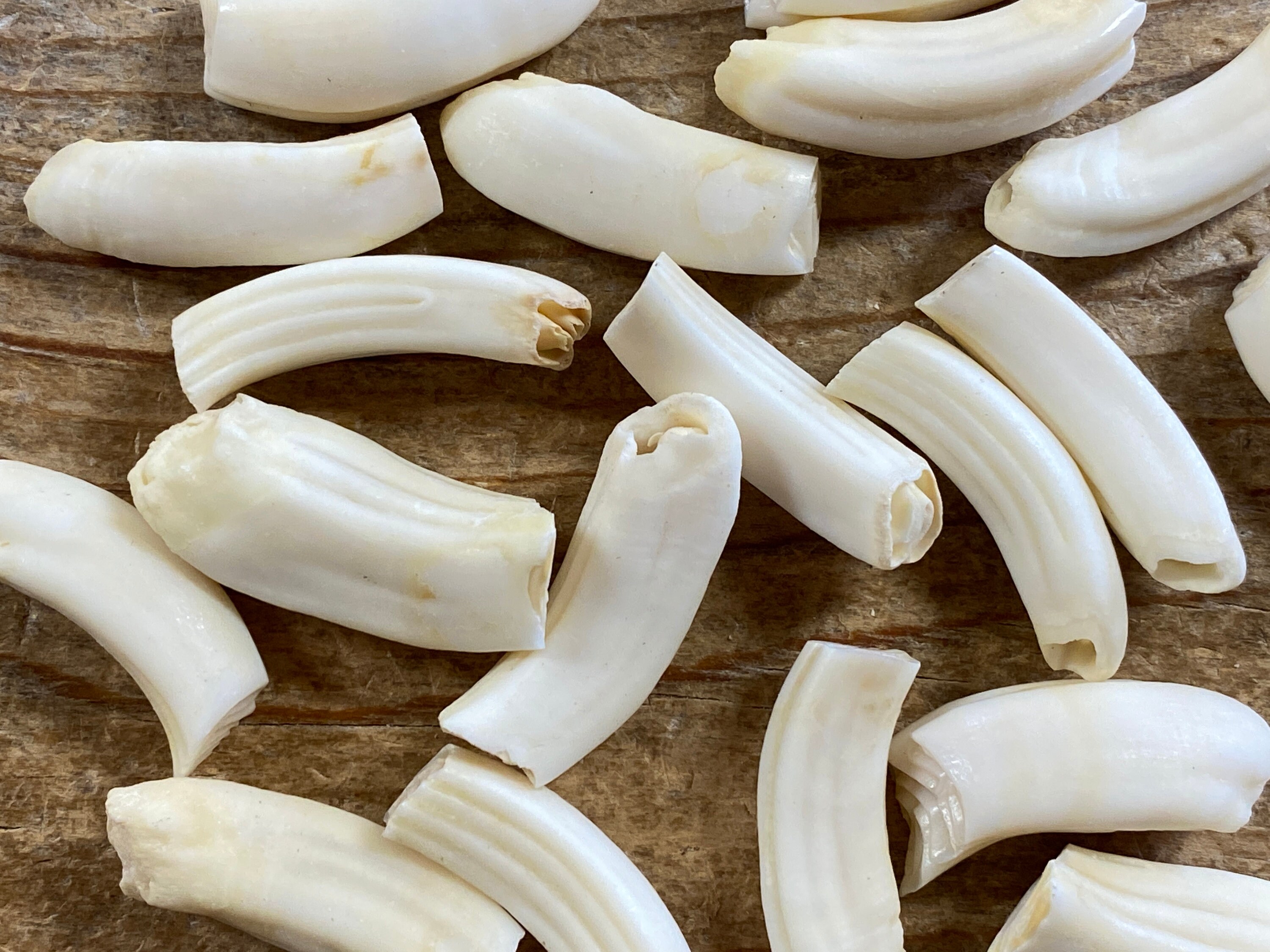 Beaver Teeth Real Animal Teeth 20 Pieces Lot No. - Etsy