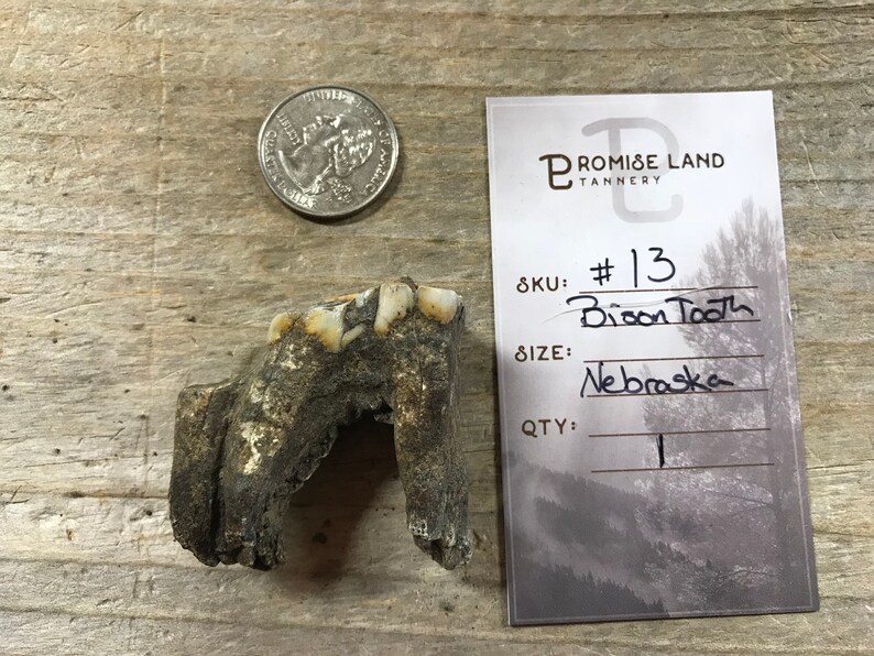 Fossil Bison Molar Tooth Nebraska Lot No. 13 - Etsy