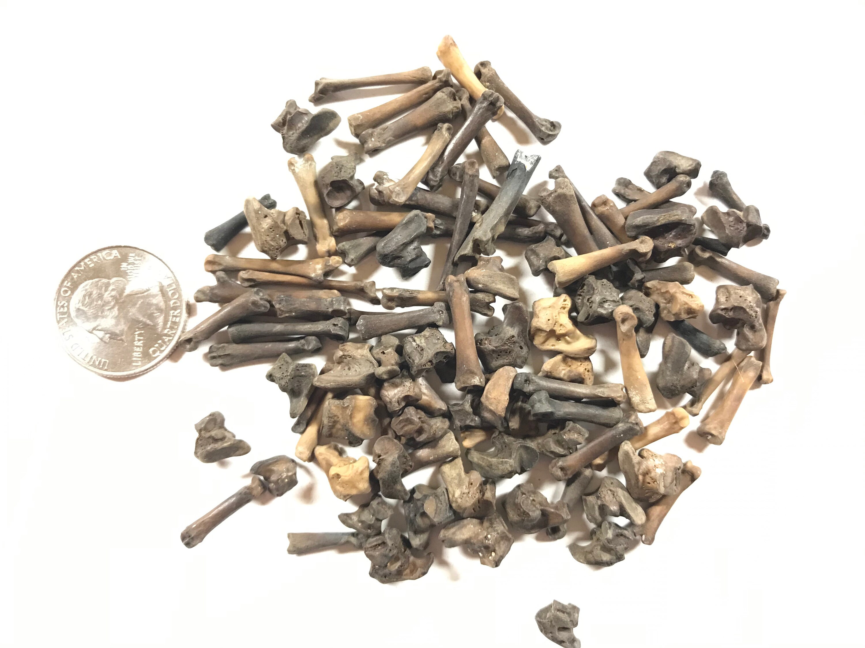 Small Antiqued Rabbit and Muskrat Mixed Bones Real Bones | Etsy