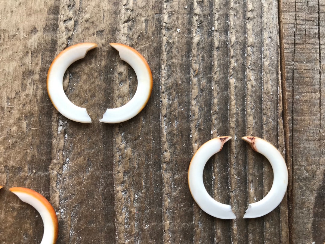 ONE Pair of Grey Squirrel Incisors - Real Teeth - Stock No. 1-28 - Etsy