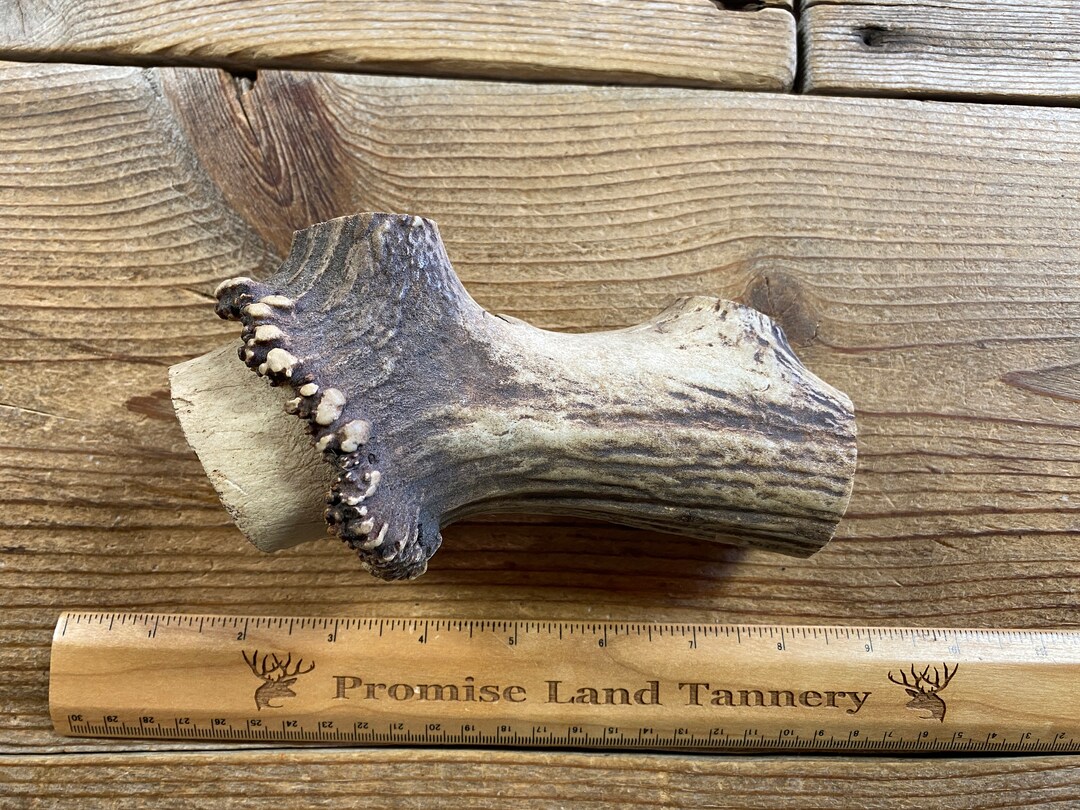 Elk Antler Piece for Knife Handle - Medium - Lot No. 240314-WWW - Etsy