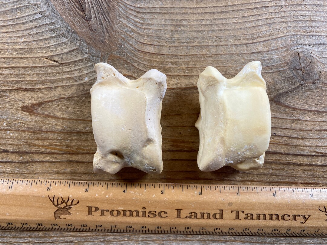 Primitive Large Mammal Bone Dice Real Astragalus Tali Knucklebone Lot ...