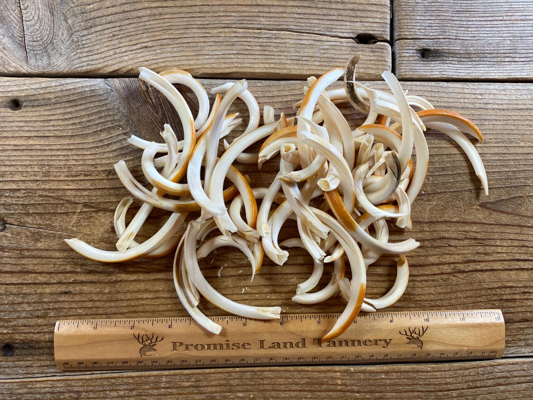 Beaver Incisors - Real Animal Teeth - Damaged - 8 Ounces - Lot No ...