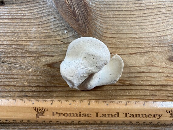 Juvenile Horse Talus and Calcaneus Bones Real Bone Lot No. | Etsy