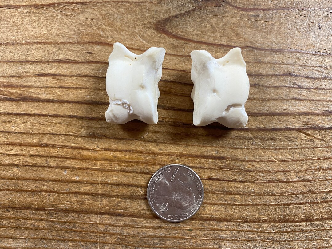 Primitive Astragalus Bone Dice Goat Tali Knucklebones Lot No. 220825-A ...