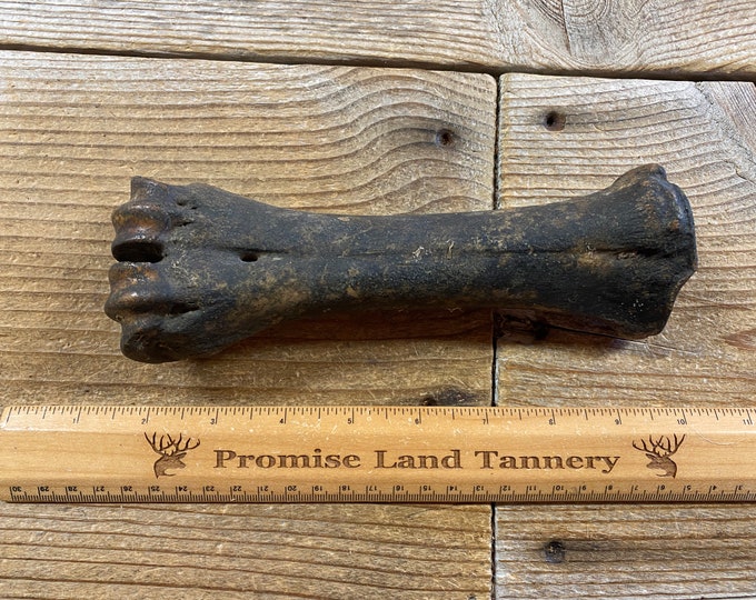 Fossil Bison Cannon Bone - Leg Bone - Nebraska - Lot No. 211107-II - Etsy
