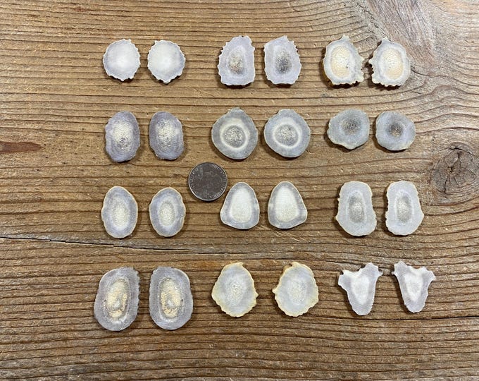 Lot of Deer Antler Slices - 12 Pairs - Ultra Thin Cut - Extra Large ...