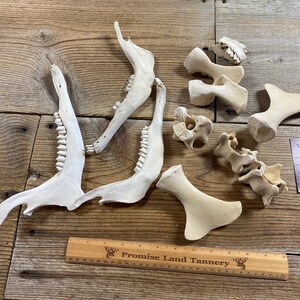 Assorted Large Bones One Pound Real Bones Lot No. 220825-AA - Etsy