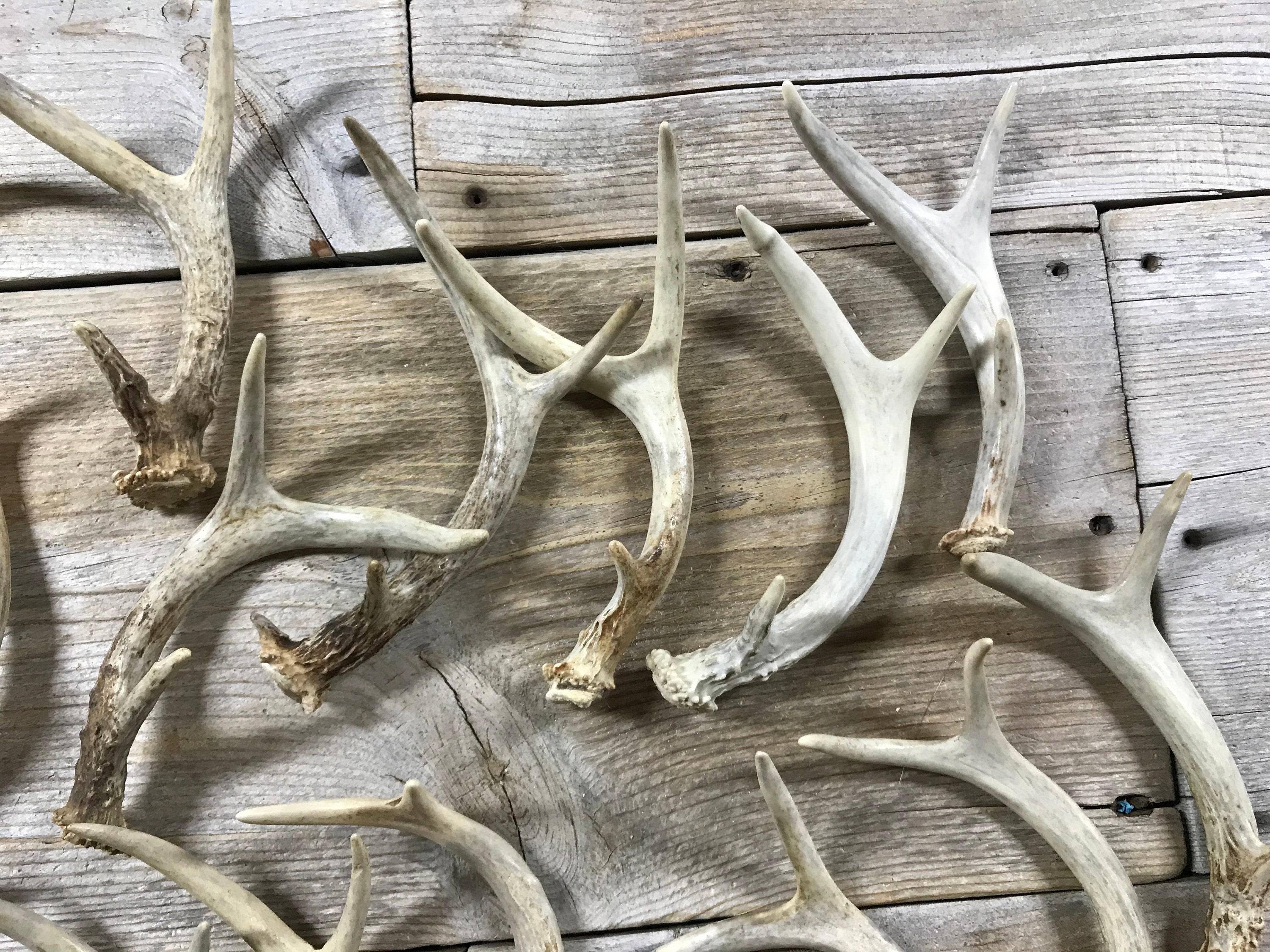 Small Deer Antler - 3 Point Shed - Whitetail Deer - 1 Antler - Stock No ...
