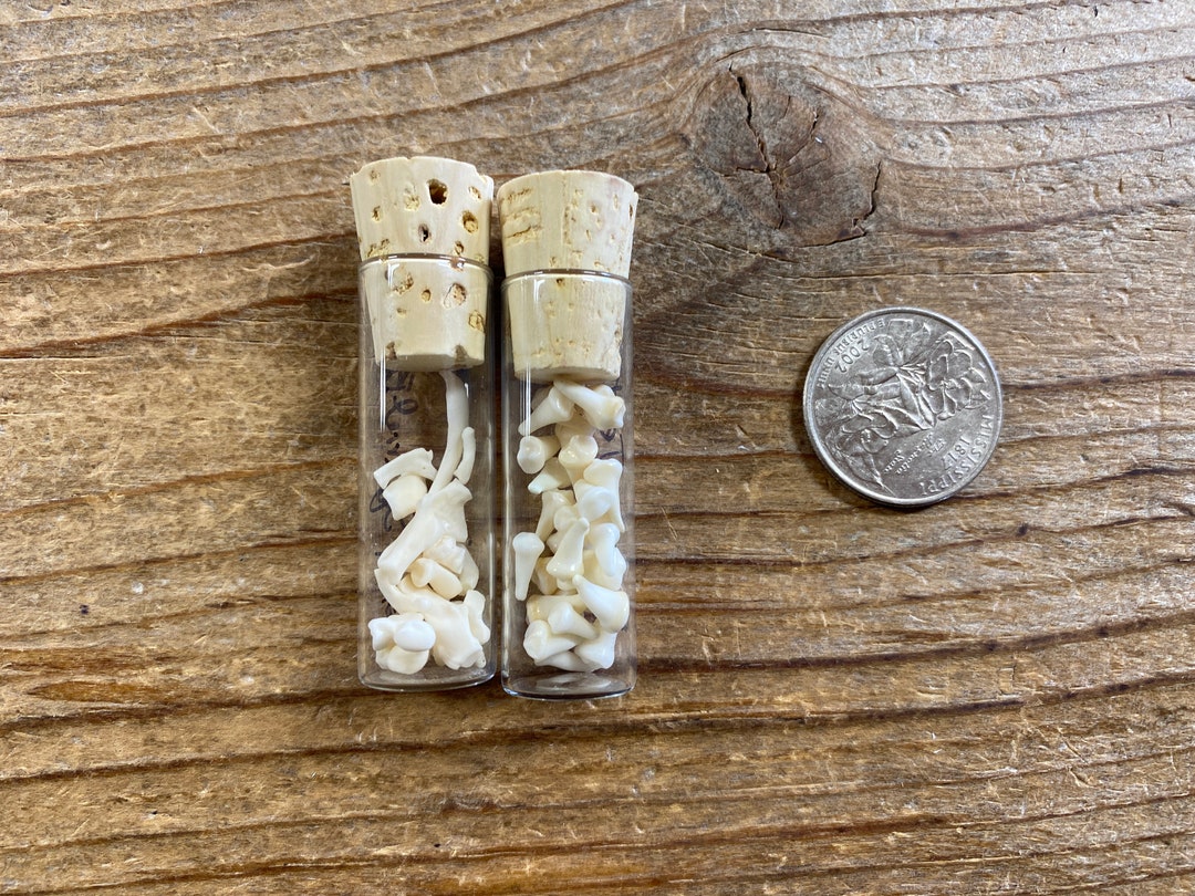 Lot of 2 Vials Filled With Assorted Tiny Bones and Teeth - Lot No ...