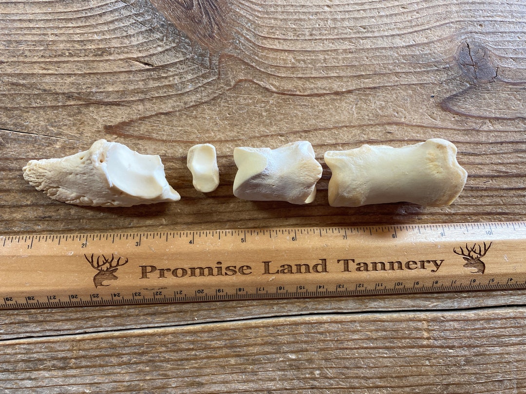 Cow Rear Toe Bone Set - Real Bones - Lot No. 230302-FFF - Etsy