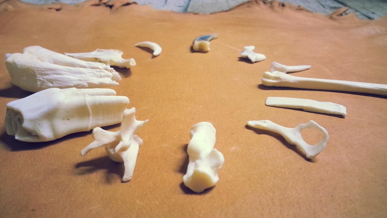 Animal Bones Divination Set With 12 Objects Stock No. DIVINE - Etsy