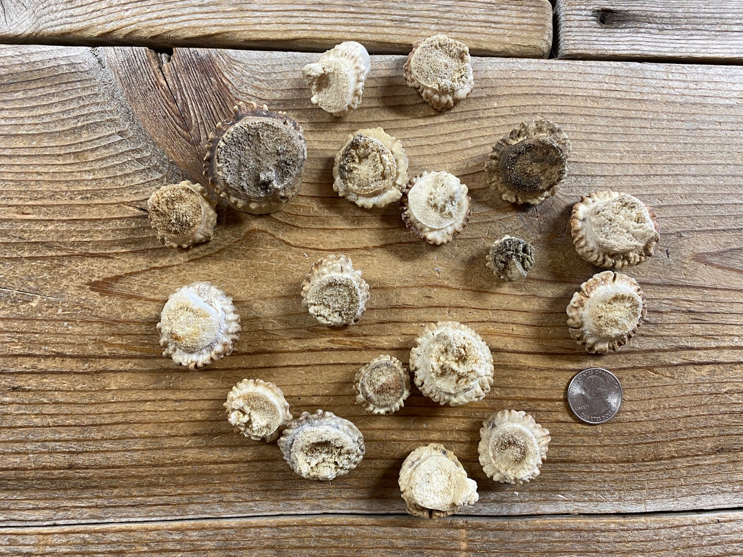 Deer Antler Burrs Carvers Special Jewelry Size 18 Pieces Lot No 220330 ...