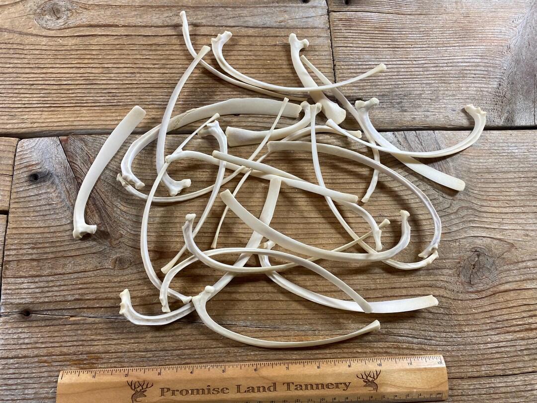 Sheep Ribs - Complete Set - Real Bone - 24 Pieces - Lot No. 241027-R - Etsy
