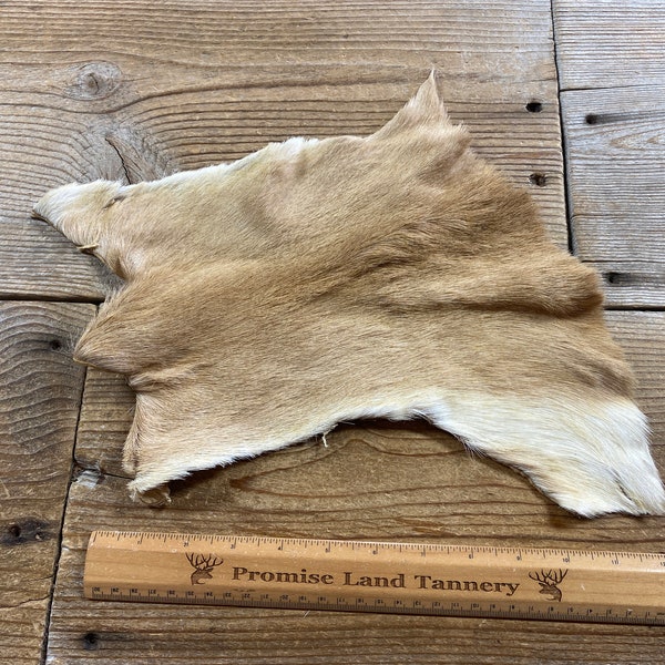 Springbok Hide - Etsy