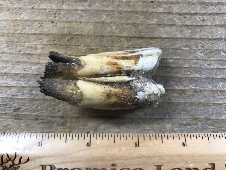 Fossil Bison Molar Tooth Nebraska Lot No. 190714-KK - Etsy