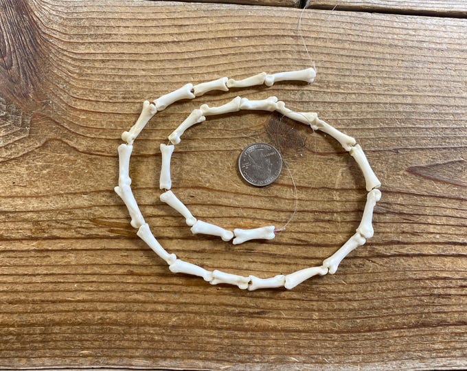 Small Coyote Toe Bones - Real Bones - Undrilled - 20 Assorted Pieces ...