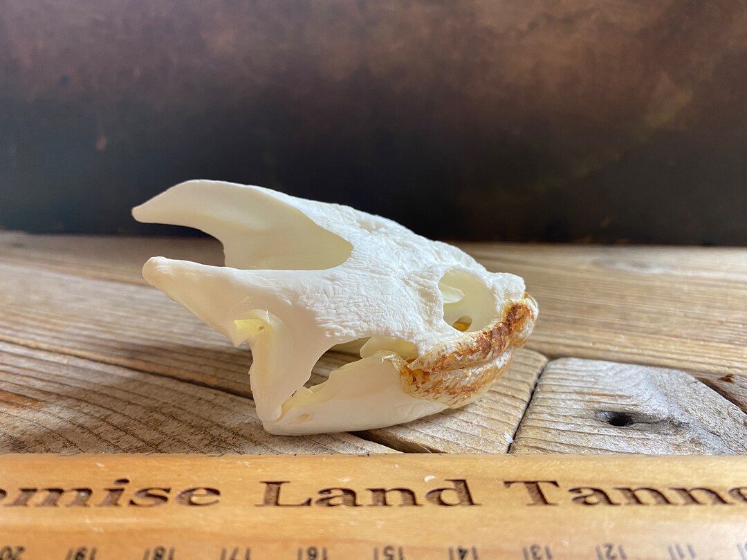 Snapping Turtle Skull - Collector Quality - Chelydra Serpentina - Lot ...