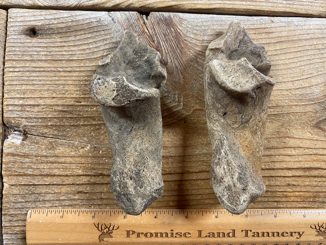 Lot of 2 Fossil Bison Calcaneus Bones - Nebraska - Lot No. 211028-P - Etsy