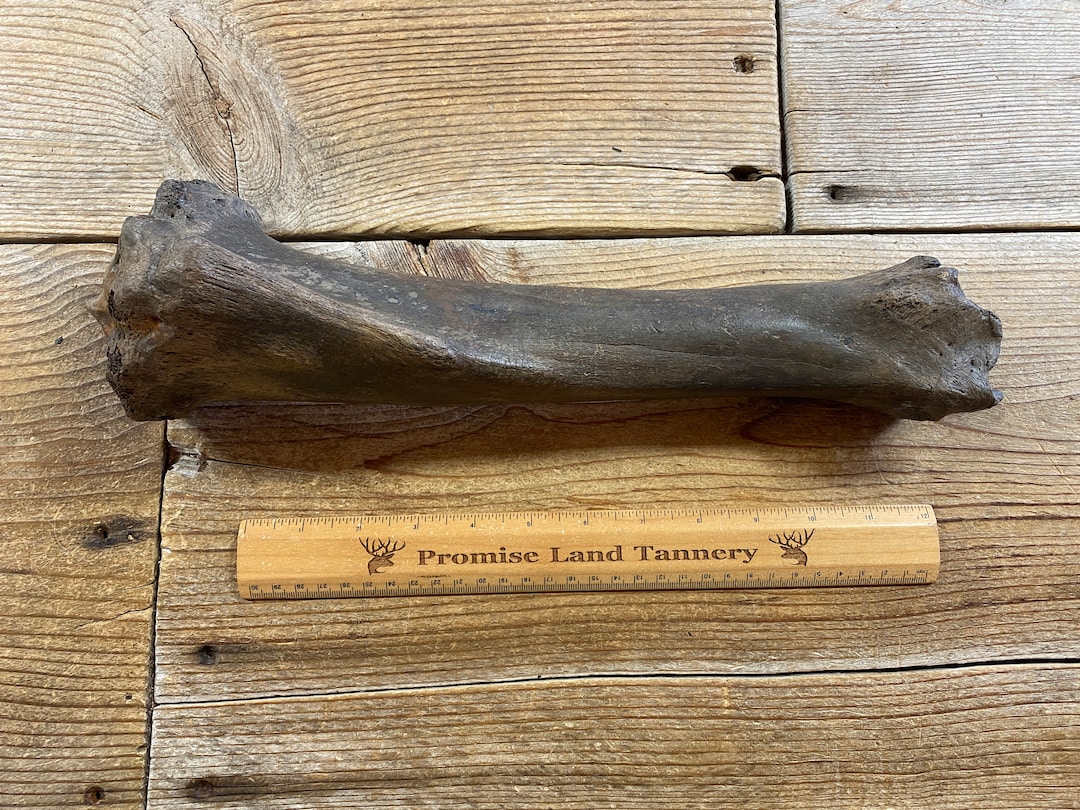 Fossil Bison Tibia Bone - Nebraska - Lot No. 221203-W - Etsy