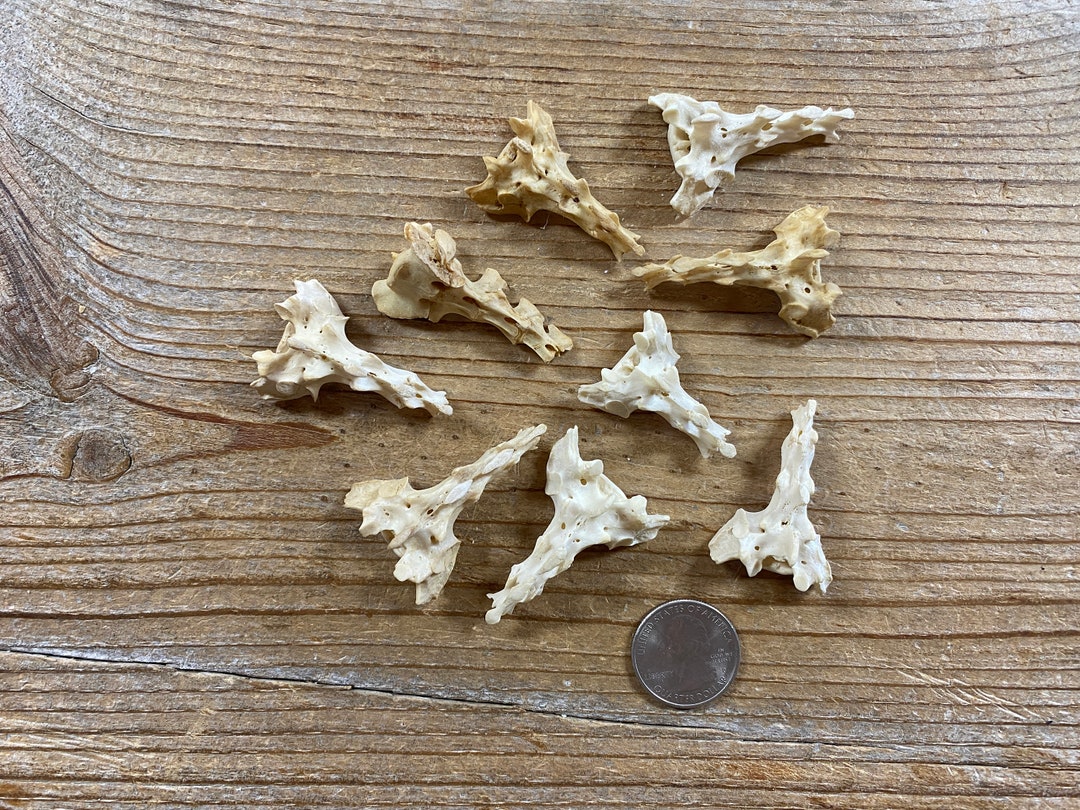 Jewelry Assortment of Domestic Rabbit Bones 9 Sacrum Bones - Etsy