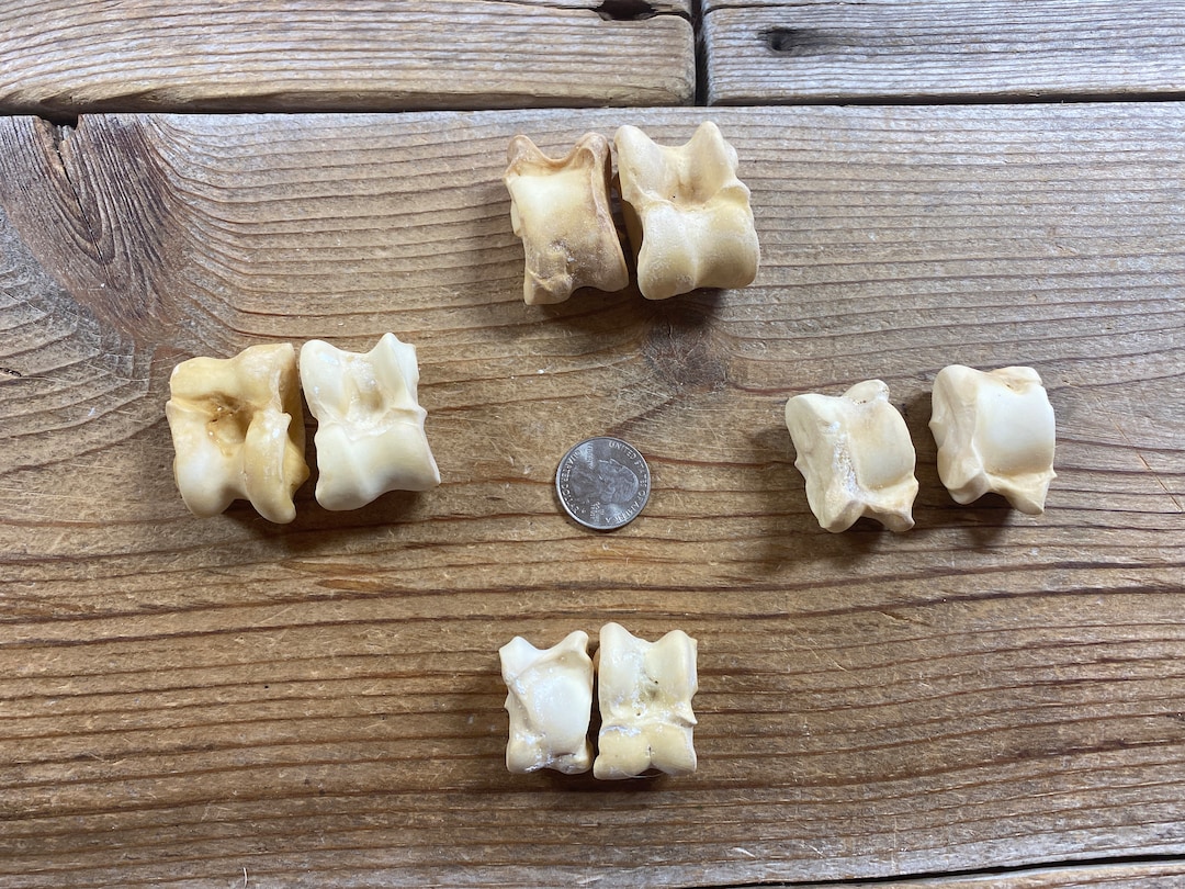 Primitive Astragalus Bone Dice - 2 Pack of Assorted Tali Bone Die ...