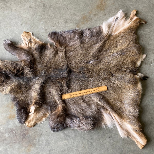 Whitetail Deer Hide - Etsy