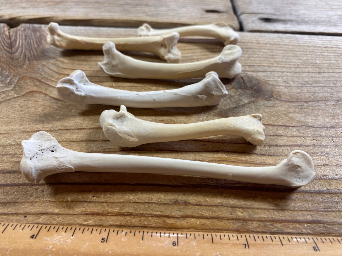 Assorted of Chicken Leg Bones Real Bones Lot No. 220513-I - Etsy
