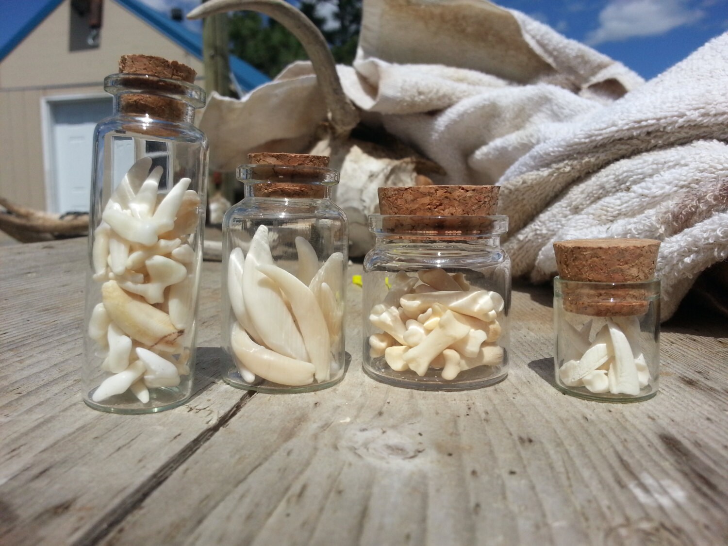 Real Animal Teeth - Assorted Species - 25 Pieces - Stock No. 1-52 - Etsy