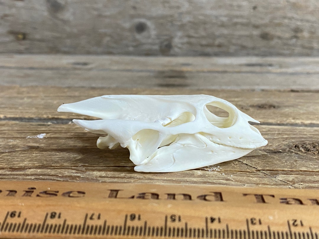 Spiny Soft Shell Turtle Skull Classic Quality Lot No. 220804-MM - Etsy