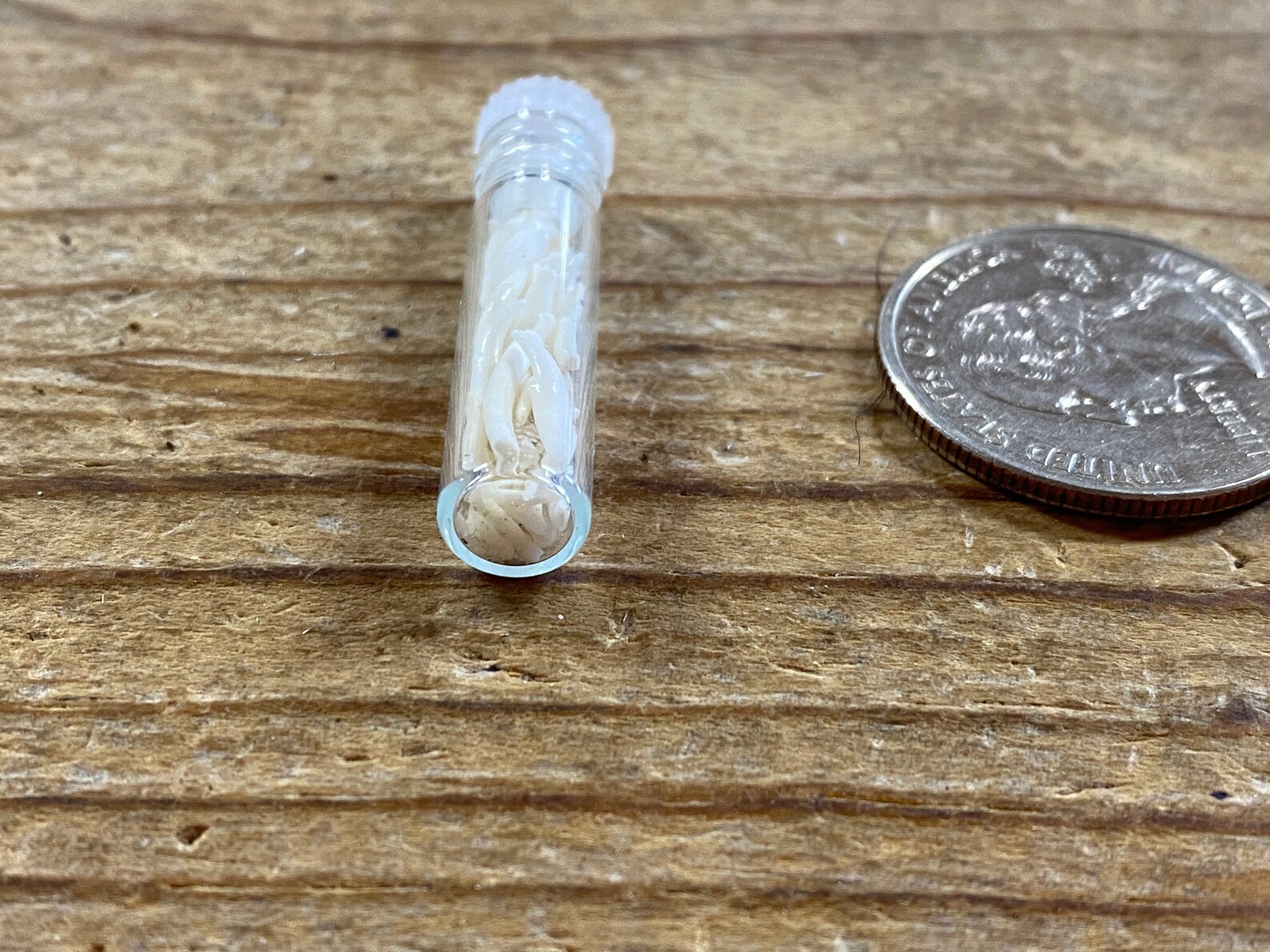 Micro Teeth in a Glass Vial Real Teeth Lot No. 210408-P | Etsy