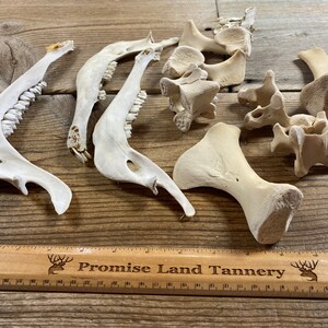 Assorted Large Bones One Pound Real Bones Lot No. 220825-AA - Etsy