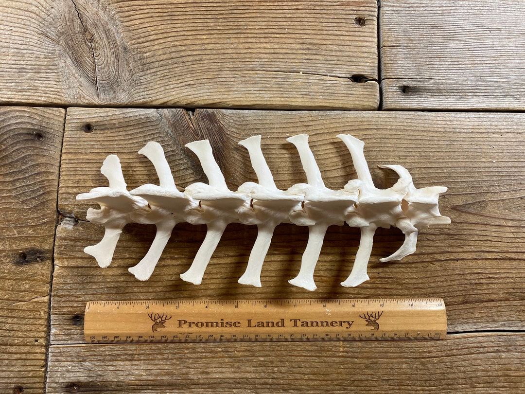 7 Sheep Bones Lumbar Spine Section Real Bones Lot No. - Etsy