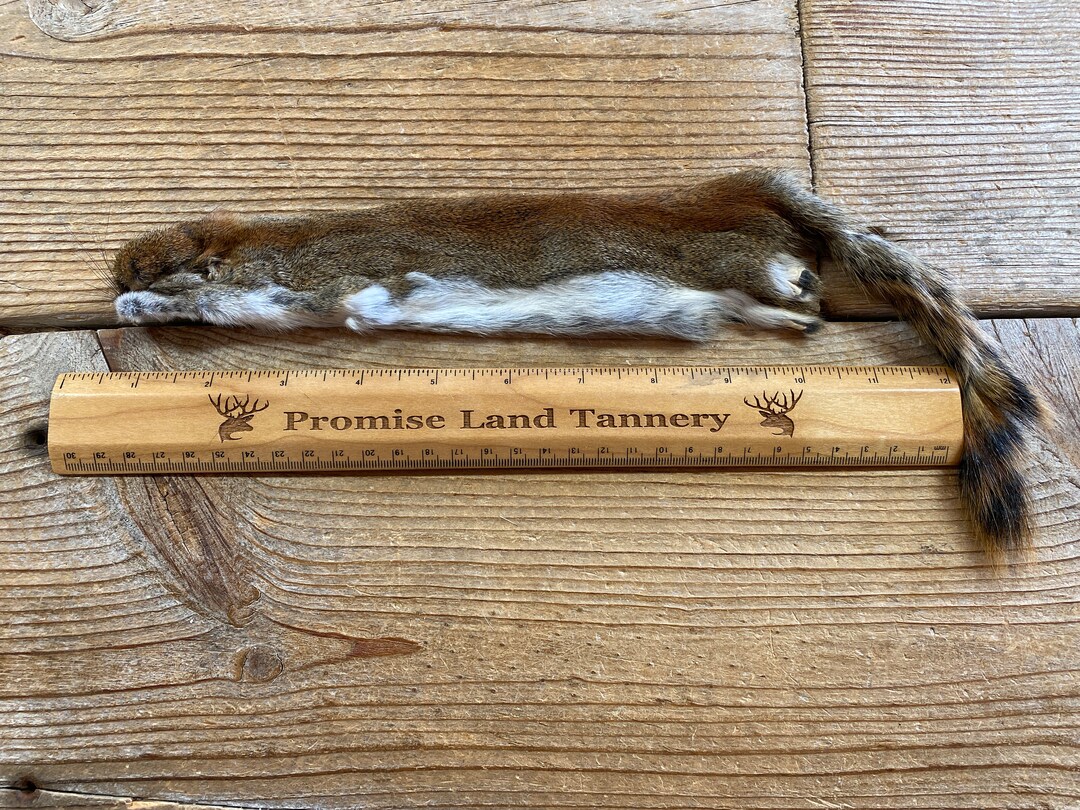 Eastern Red Squirrel Fur Pelt One Full Skin Lot No. 231008-OOO - Etsy