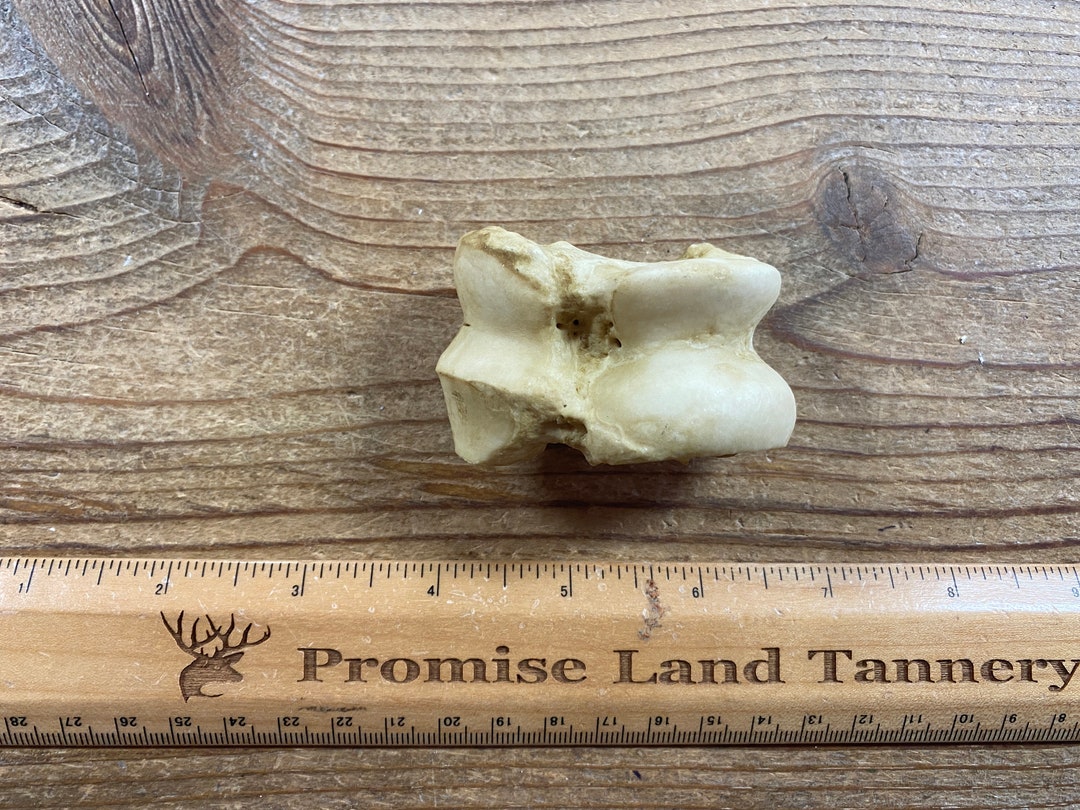 Primitive Astragalus Bone Dice - Pig Tali - Knucklebones - Lot No. 231205-QQ - Etsy