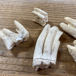Nature Cleaned Assorted Cow and Horse Teeth - Real Teeth - Lot No ...