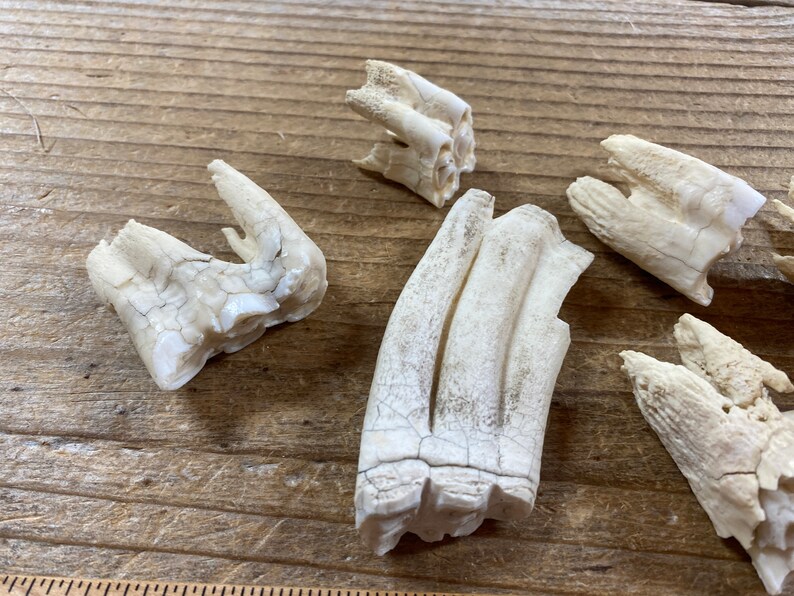 Nature Cleaned Assorted Cow and Horse Teeth Real Teeth Lot - Etsy