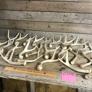 Extra Small Forked Deer Antlers 2 Point Shed Whitetail and - Etsy
