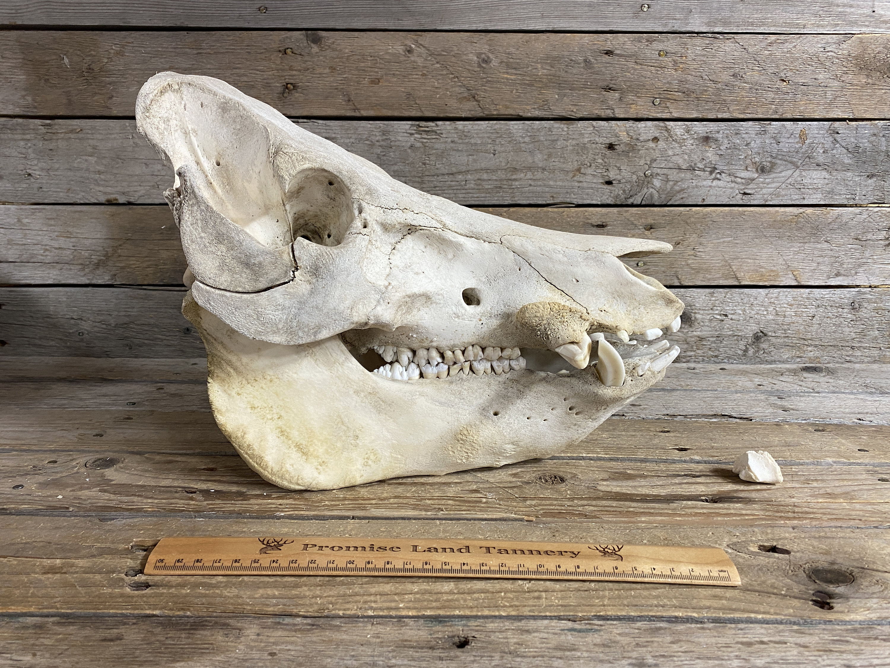 Wild Boar Skull Mount