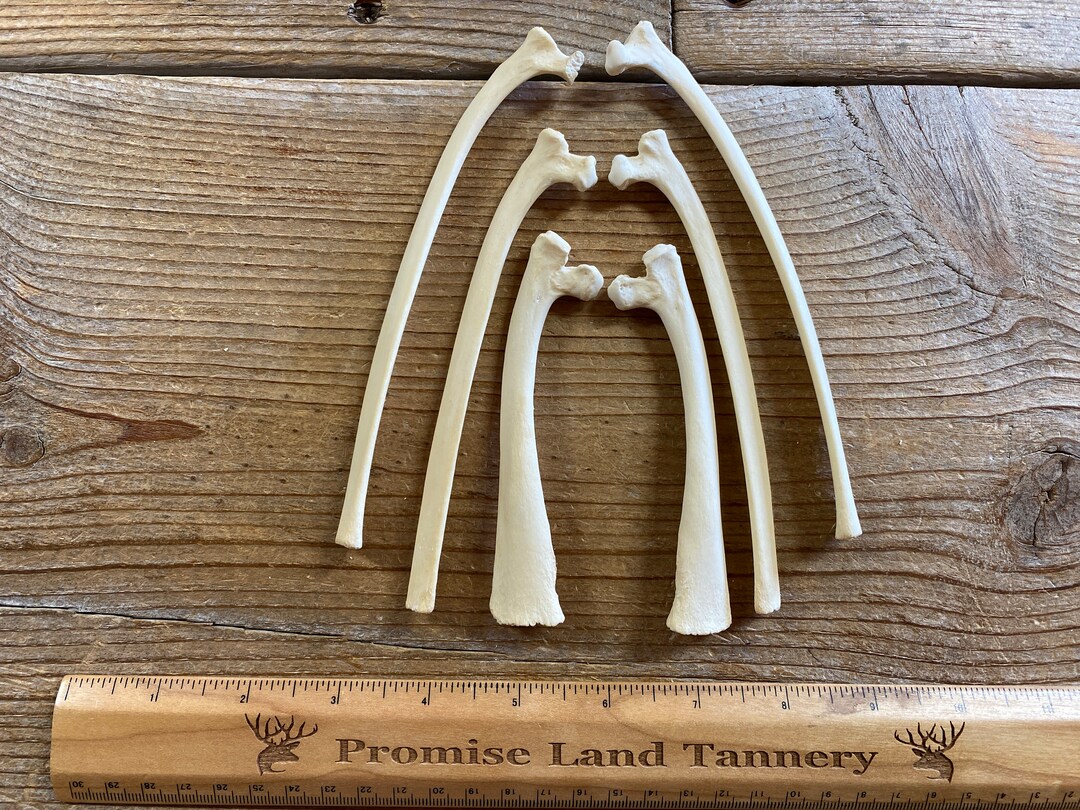 Jewlery Assortment of Goat Rib Bones - 3 Pairs - Real Bones - Lot No ...