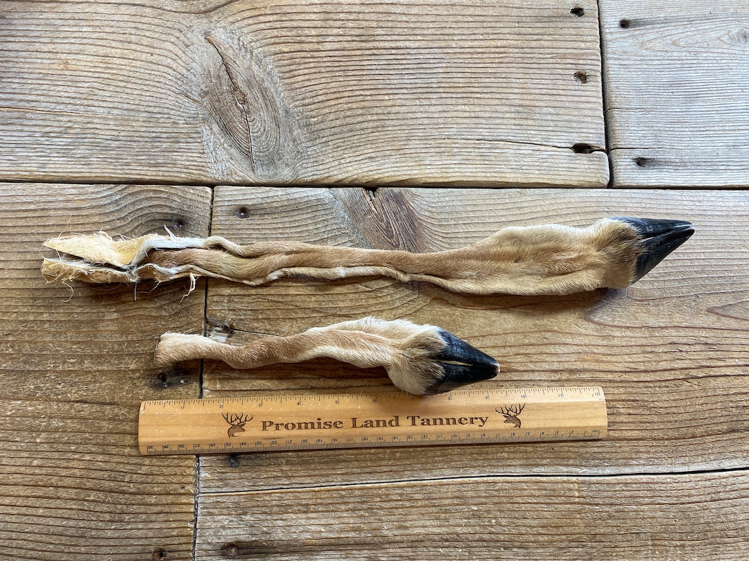 Pair of Pronghorn Antelope Hooves and Leg Skins - Craft Quality ...